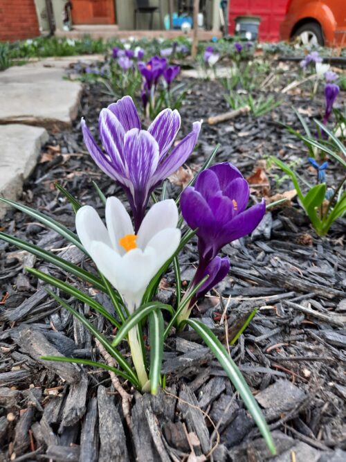 Guest Post – Vanessa Ricci-Thode: Rest Like It’s Your Job - Laura Blegen